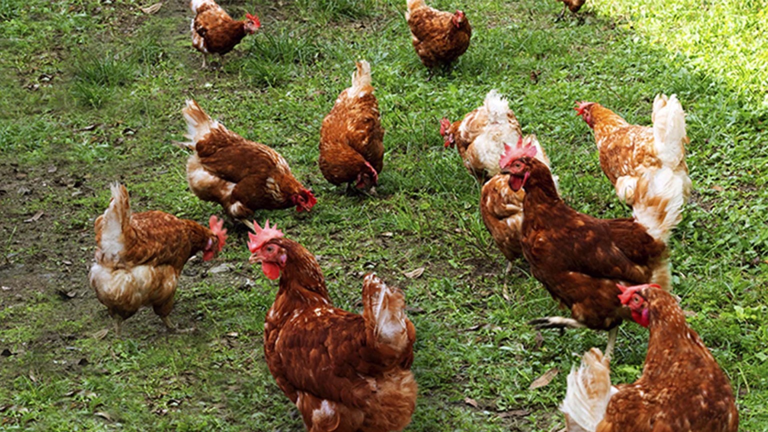 Granja Faria esvazia “IPOs dos ovos” - The AgriBiz