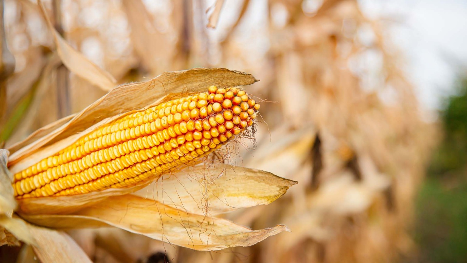 Brazil’s Corn-Ethanol Production May Double By 2027 - The AgriBiz