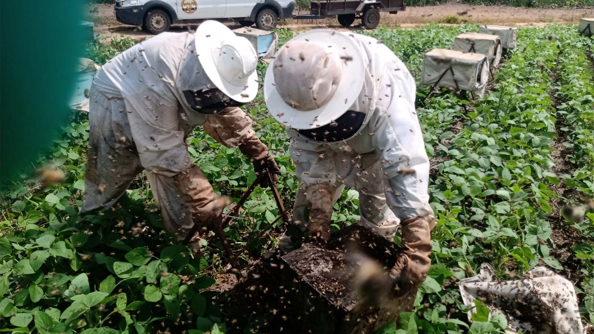 Agrobee leva as abelhas ao campo — e ganha empurrão do BB - The AgriBiz